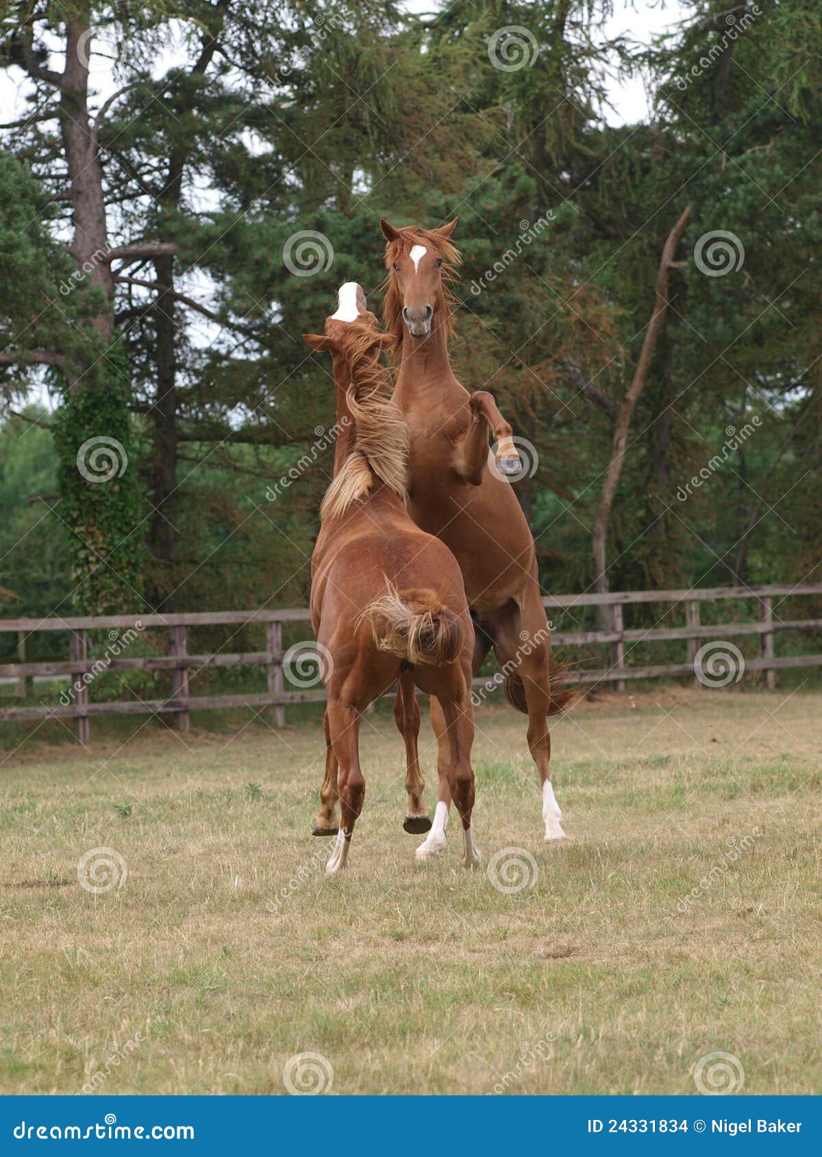 Rearing Horses stock photo. Image of green, group, racehorse - 24331834