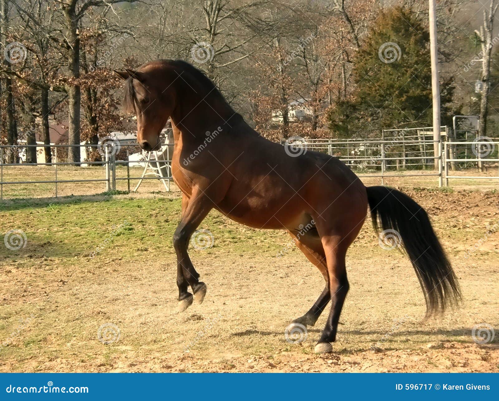 Rearing Up stock image. Image of spirited, arabian, western - 596717