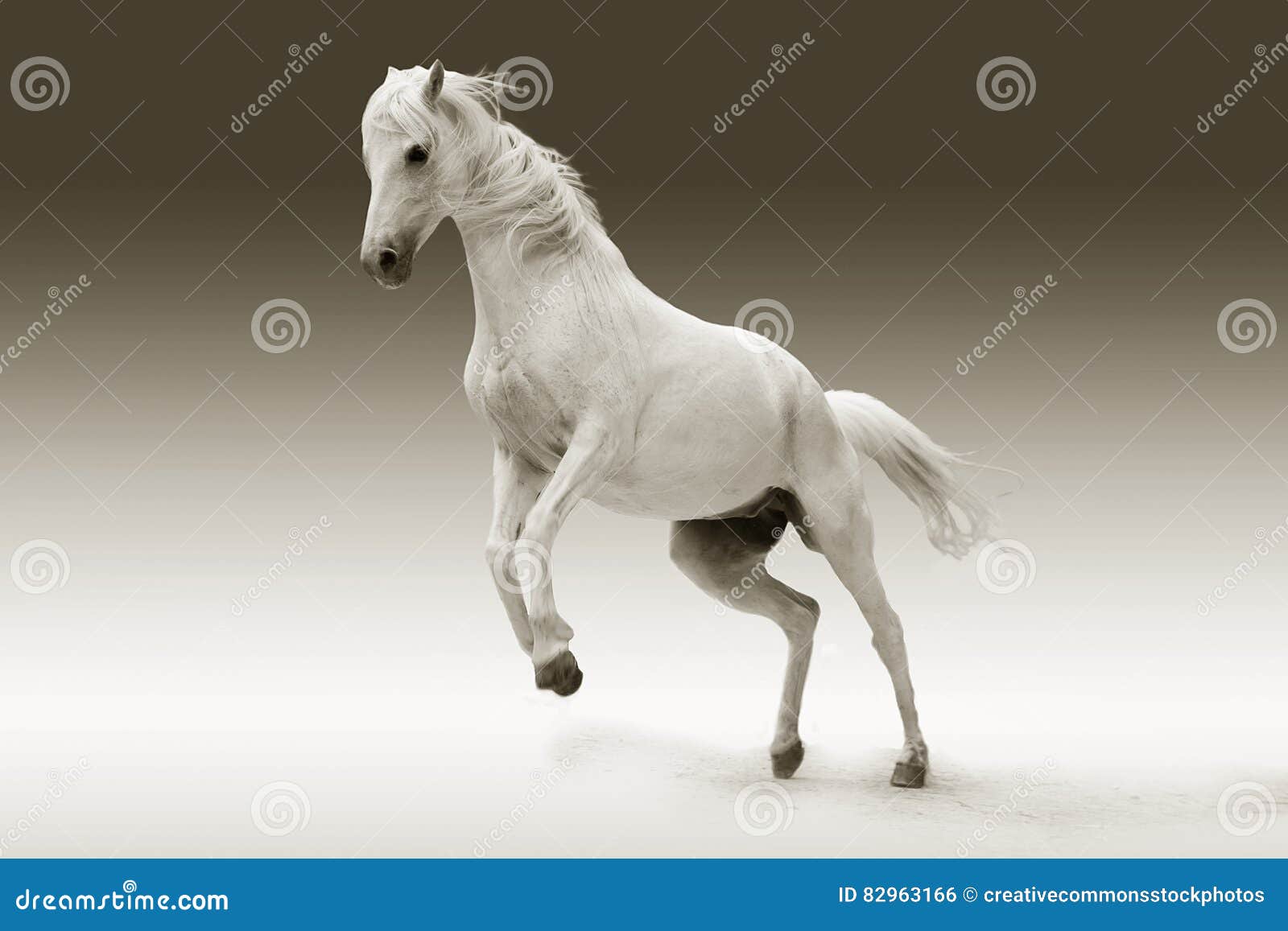 Rearing White Horse
