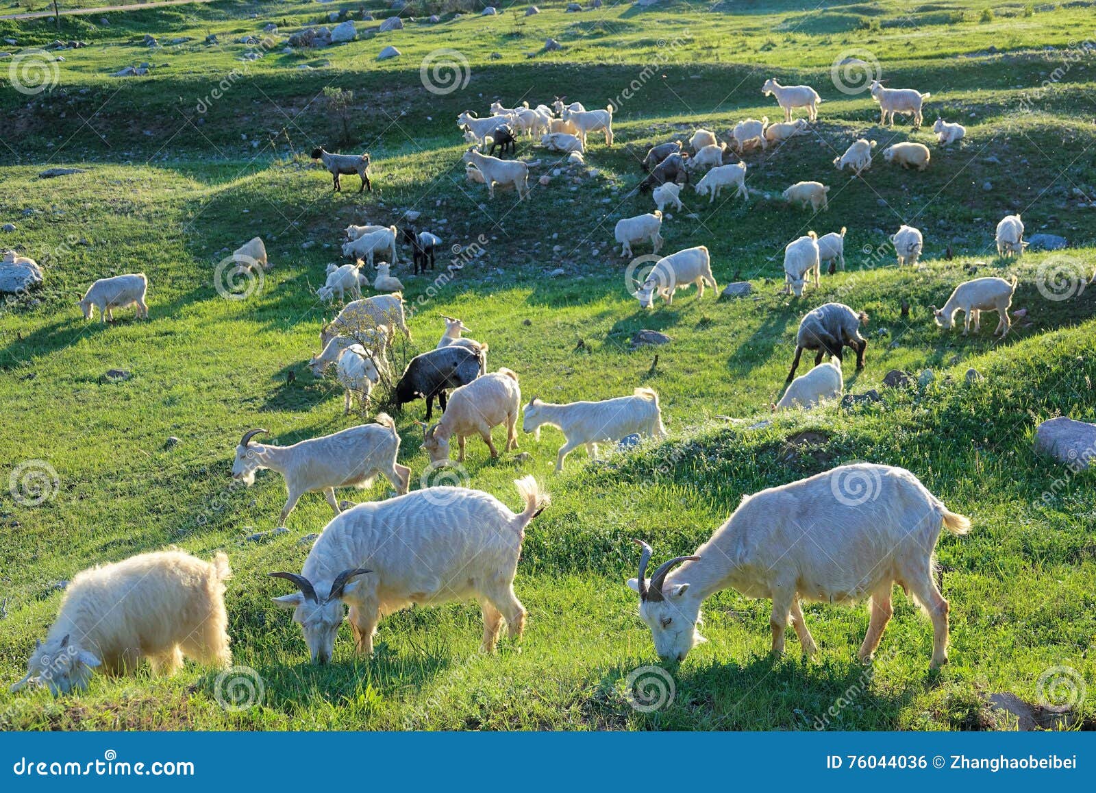 Rebanho das cabras foto de stock. Imagem de grama, cabras - 76044036