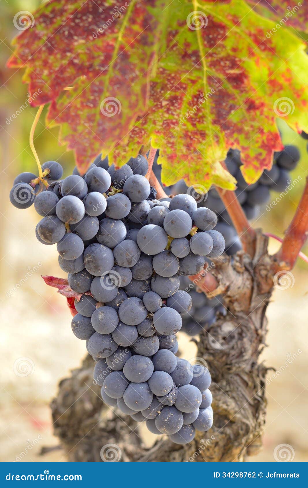 Rebe stockfoto. Bild von rebe, traube, weinstock, trauben - 34298762