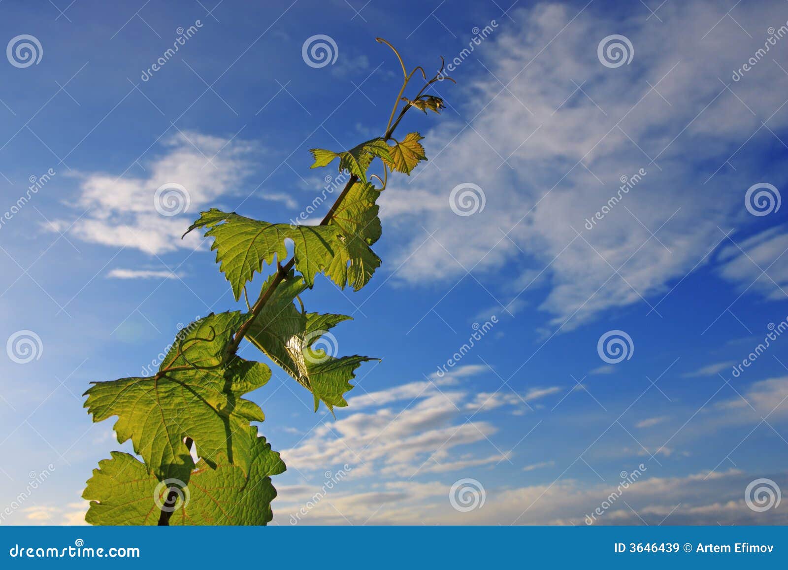 Rebe stockbild. Bild von rebe, aspiration, makro, laub - 3646439