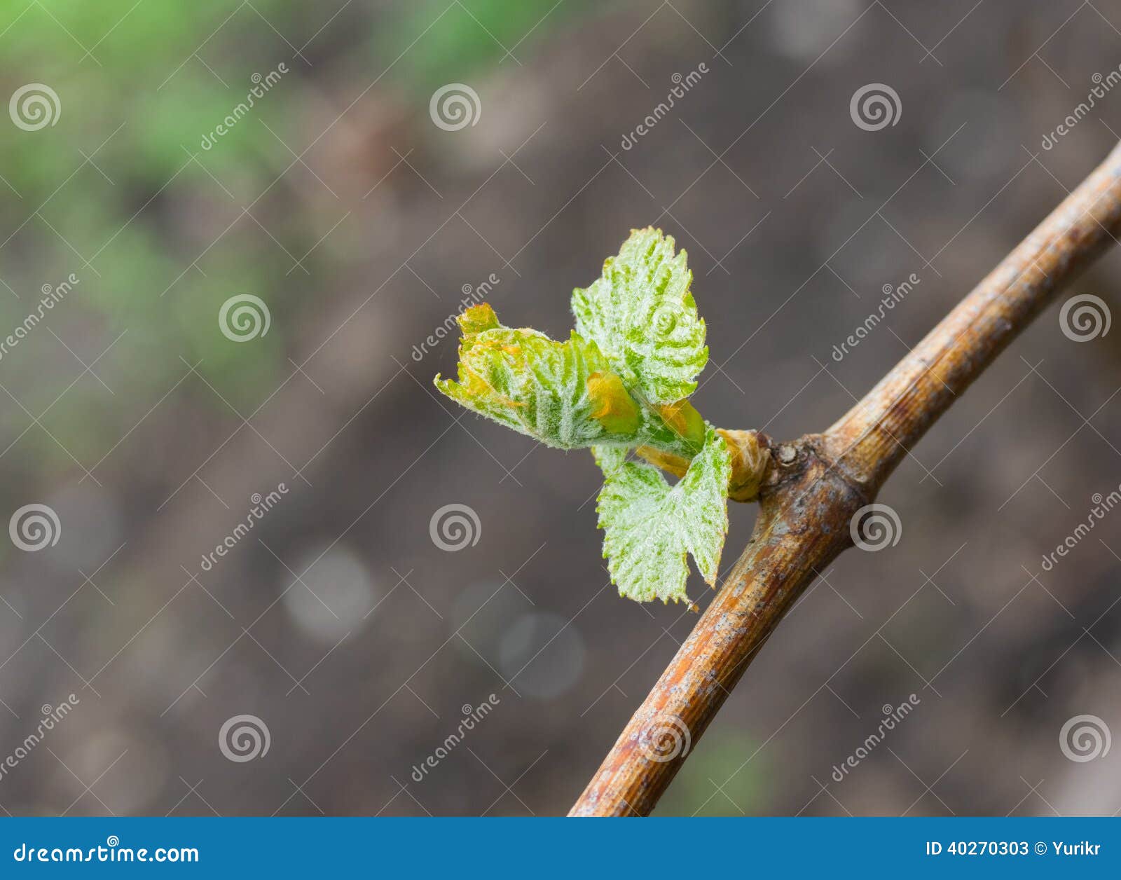 Rebe stockbild. Bild von draussen, frech, reinheit, betrieb - 40270303