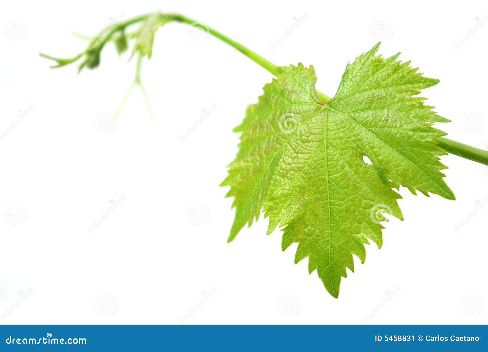 Rebe-Blatt stockbild. Bild von pflanzen, weinstock, beschaffenheit ...