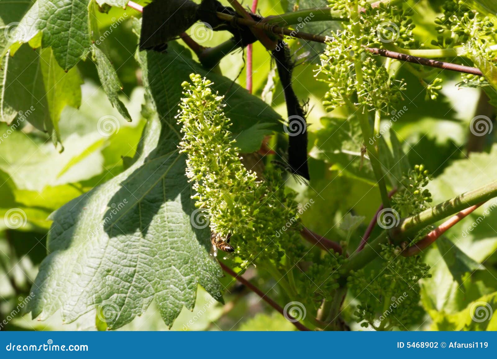 Rebe-Blatt stockfoto. Bild von erhaltung, wachstum, blatt - 5468902