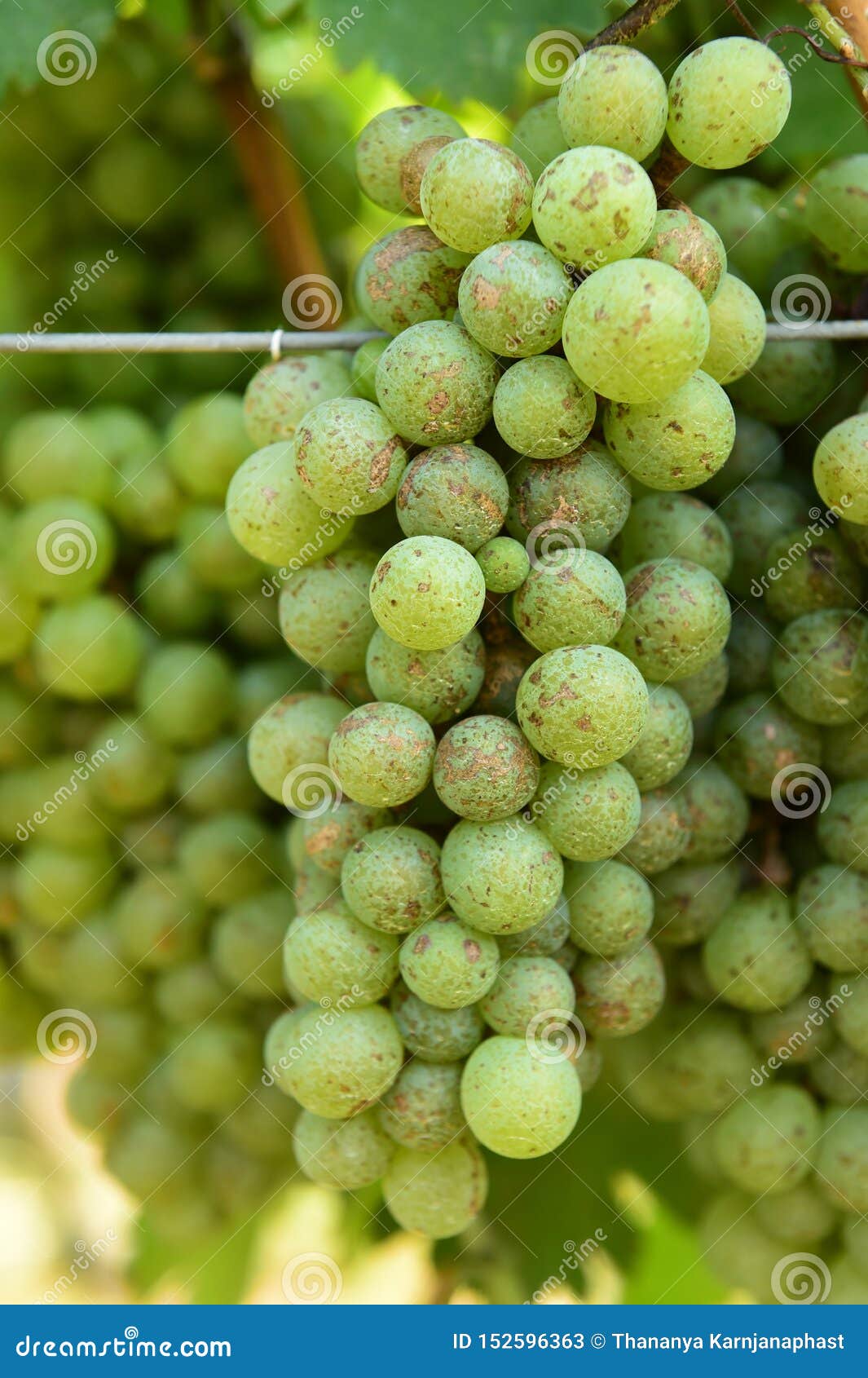 Rebe Und B?ndel Wei?e Trauben Stockbild - Bild von sommer ...