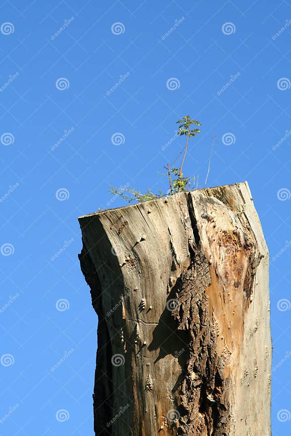 Rebirth stock photo. Image of wood, plant, trees, growth - 861450
