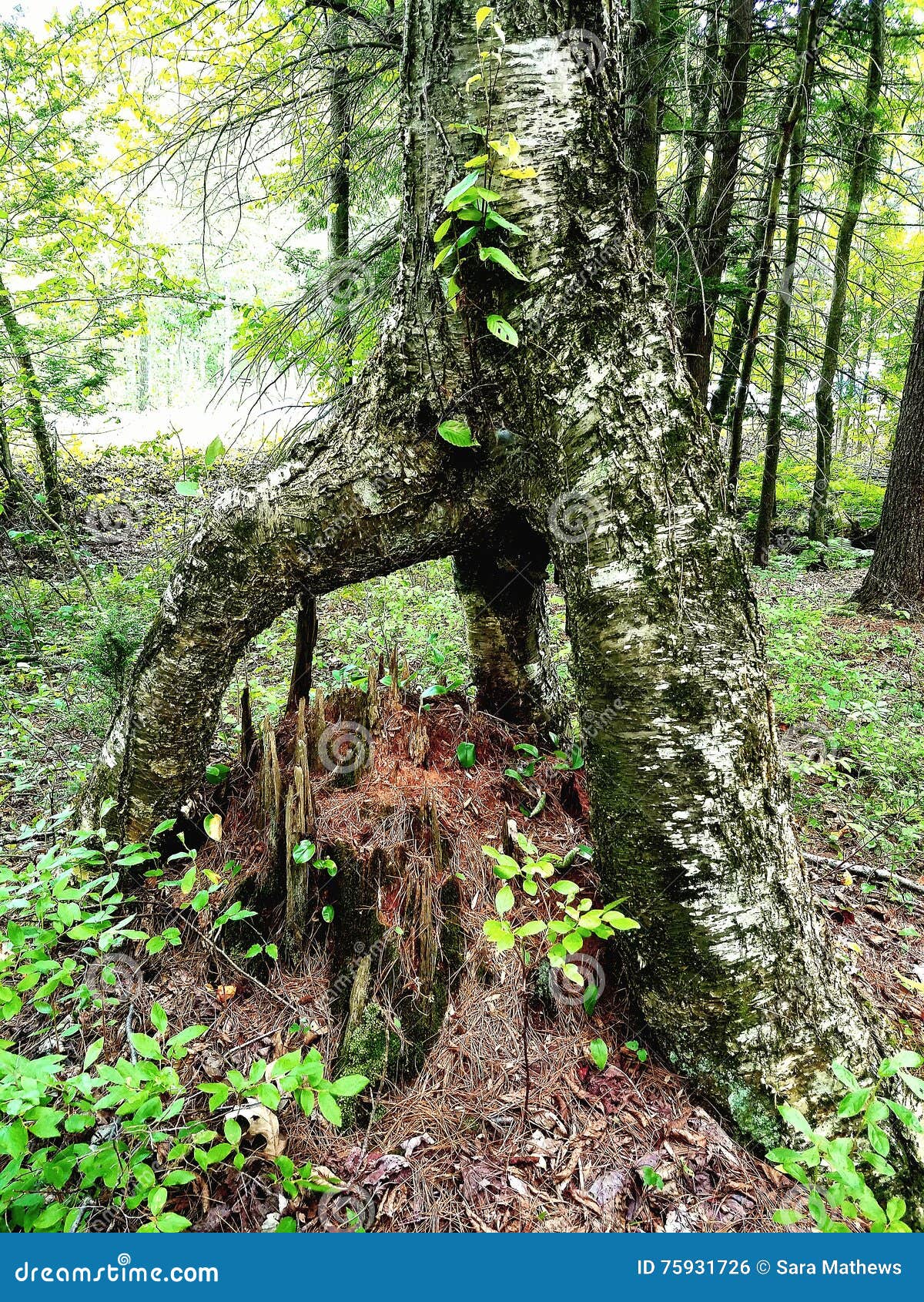 Rebirth stock photo. Image of nature, tree, birch, rebirth - 75931726