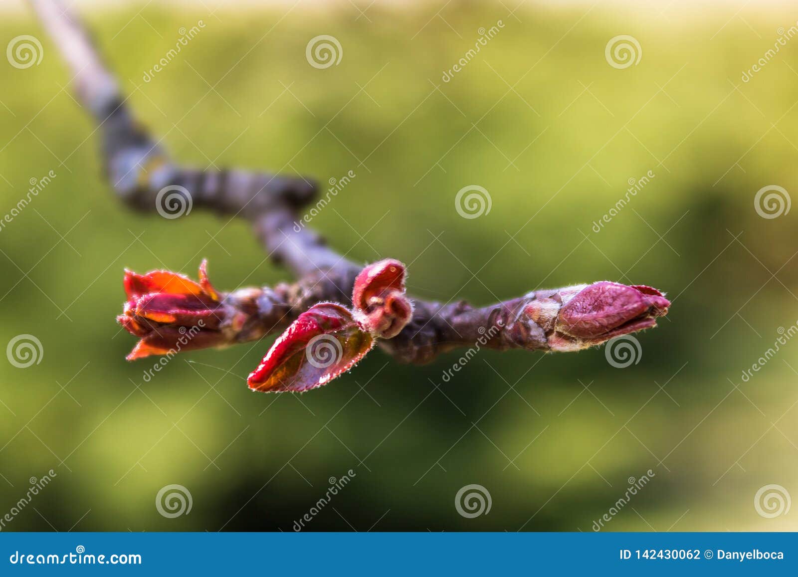 The rebirth of nature stock photo. Image of canon750d - 142430062