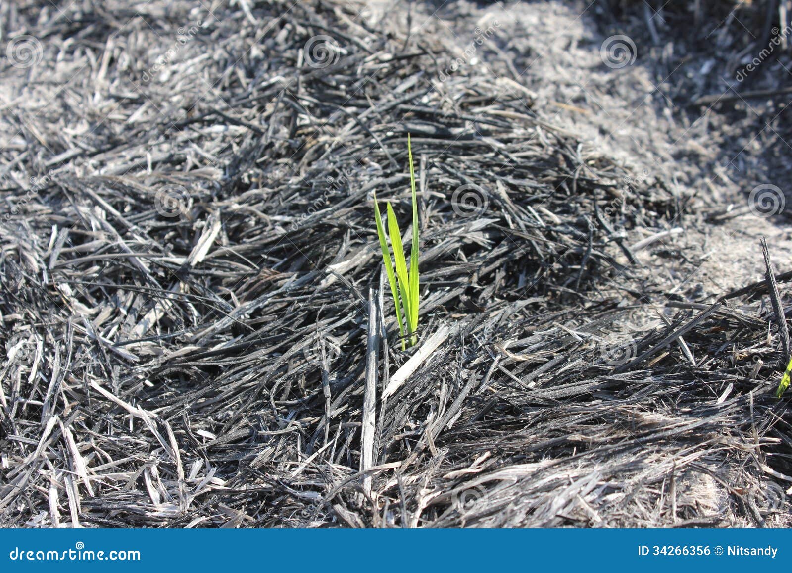 Rebirth : Rising from Ashes Stock Photo - Image of field, grow: 34266356