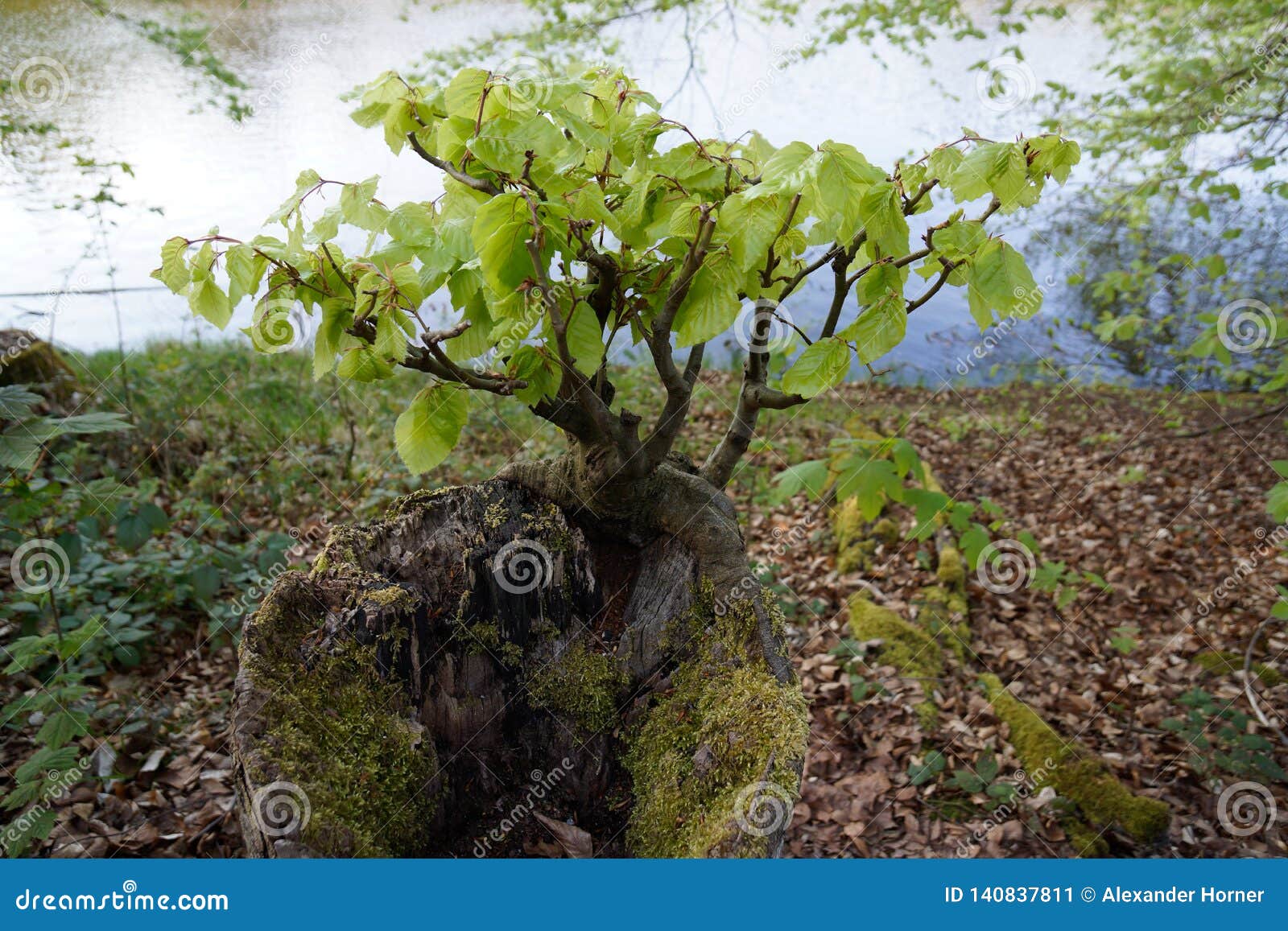 Rebirth of Tree Beech Growing on Stump Stock Image - Image of nature ...