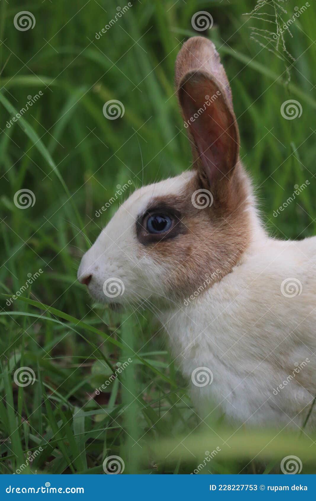 Rebit home pat stock image. Image of mammal, snout, grass - 228227753