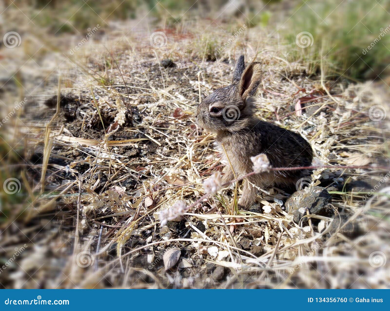 Rebit stock photo. Image of cool, rebit, nature, light - 134356760