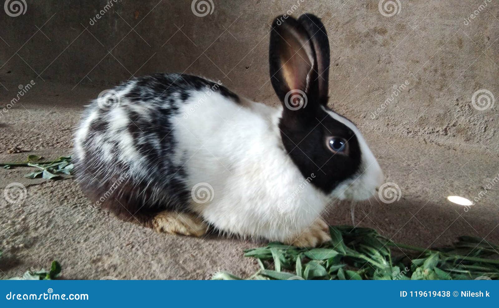 Rebit Stock Photos - Free & Royalty-Free Stock Photos from Dreamstime