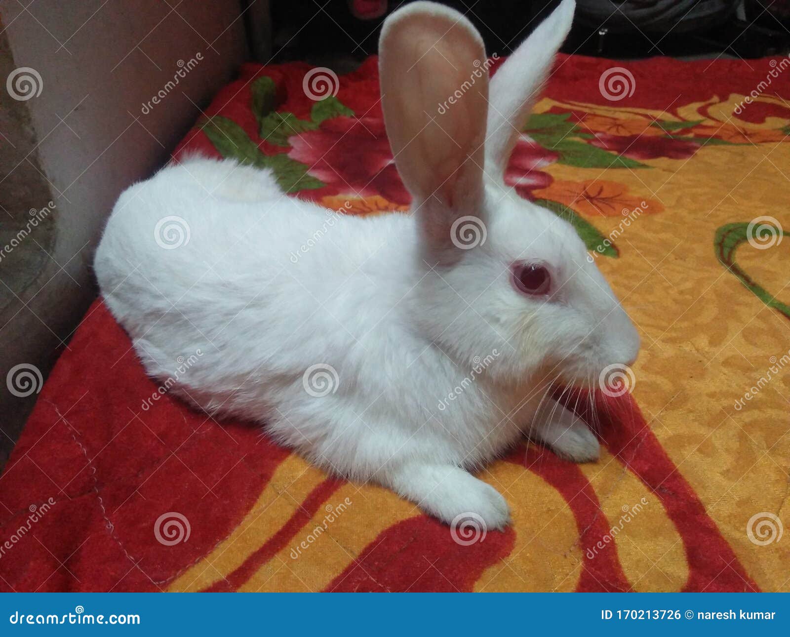 Rebit in my home stock photo. Image of moond, home, rebit - 170213726