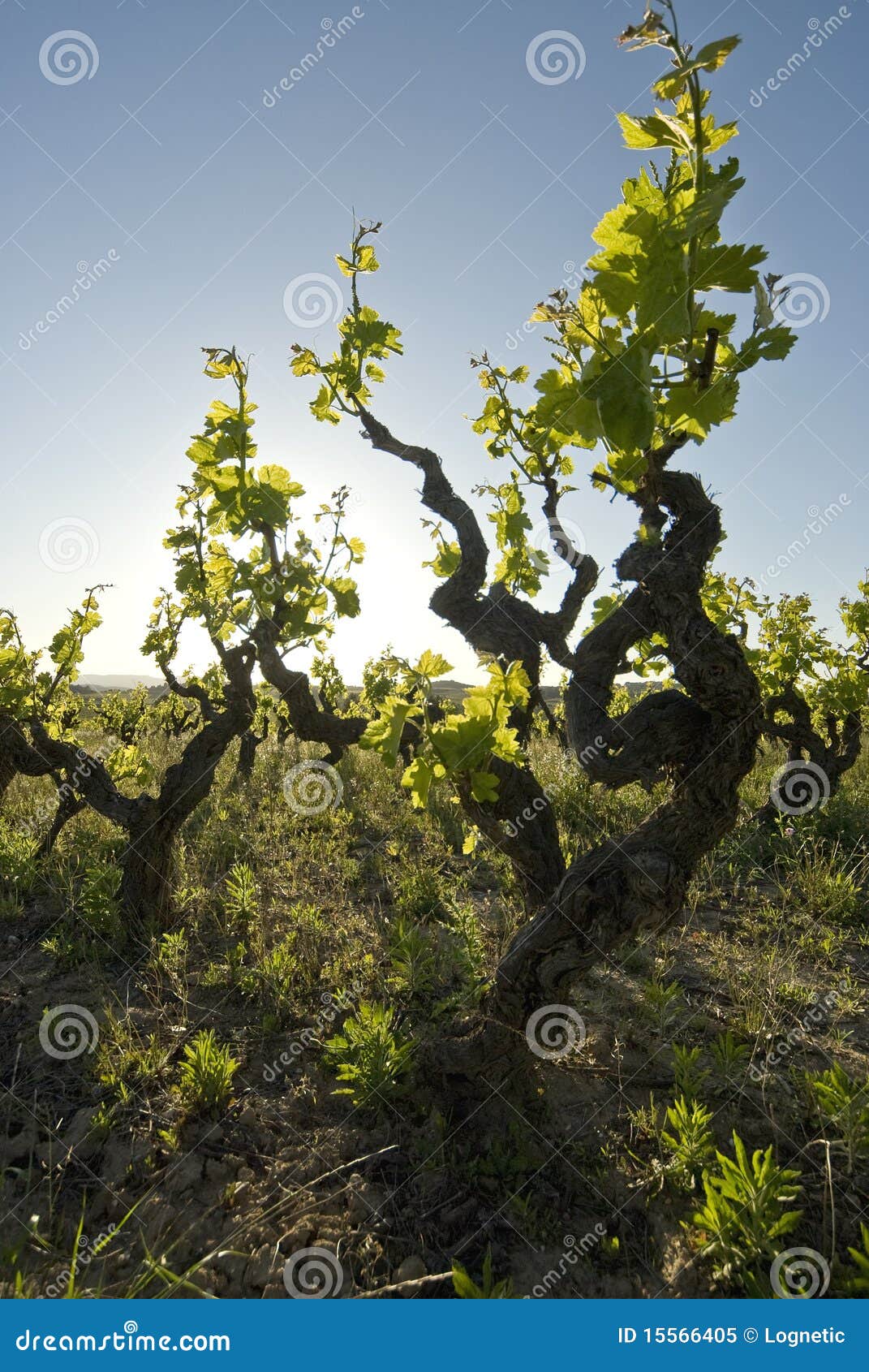 Rebstock stockbild. Bild von bauernhof, landwirtschaft - 15566405