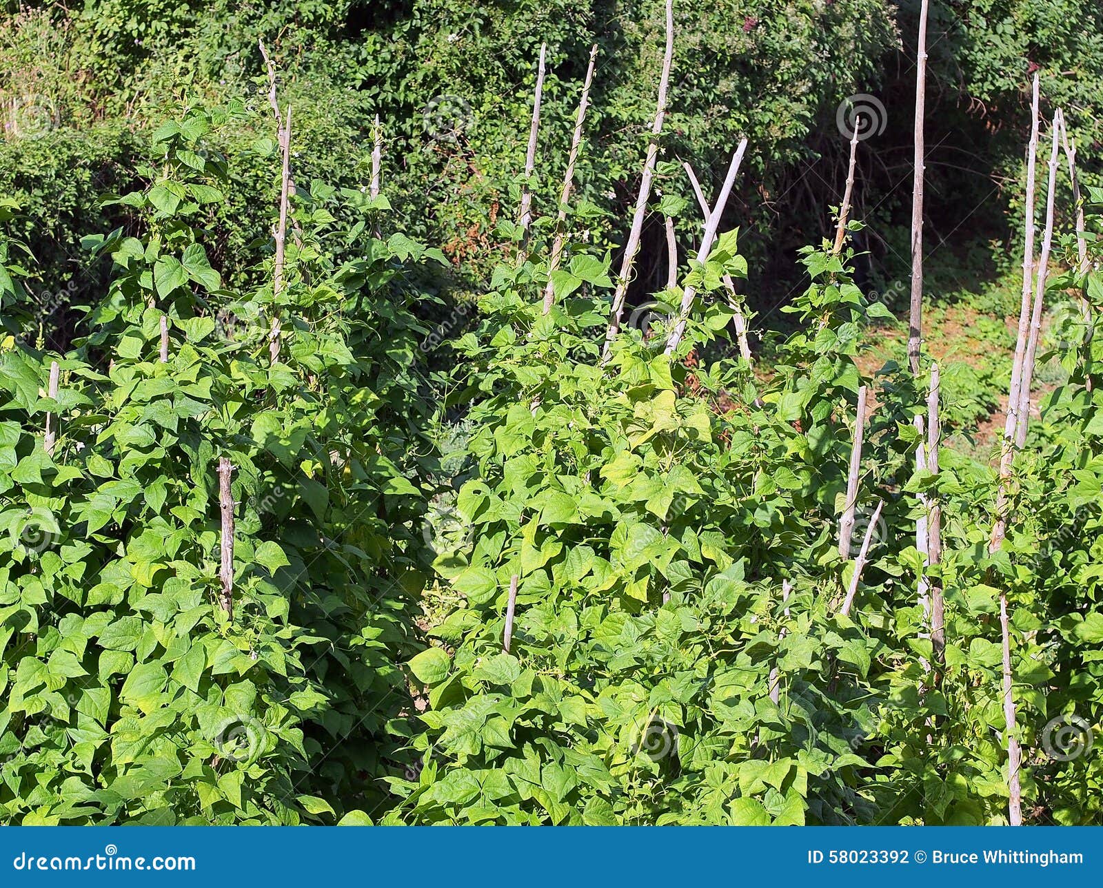 Tall Bean Plants in Garden stock photo. Image of bean - 58023392