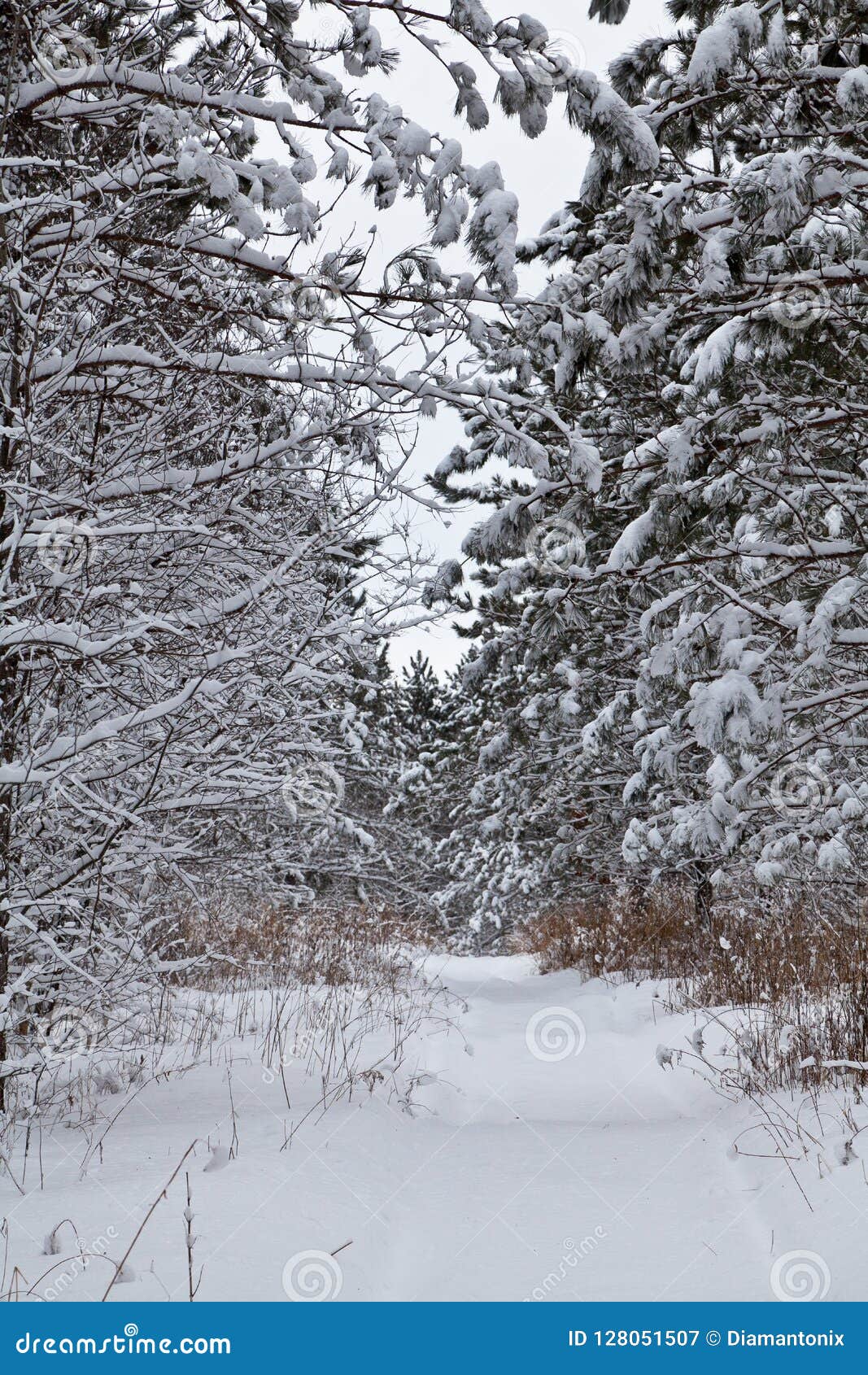 Tree Branches Bend Under Heavy Load of Fresh Snow Stock Image - Image ...