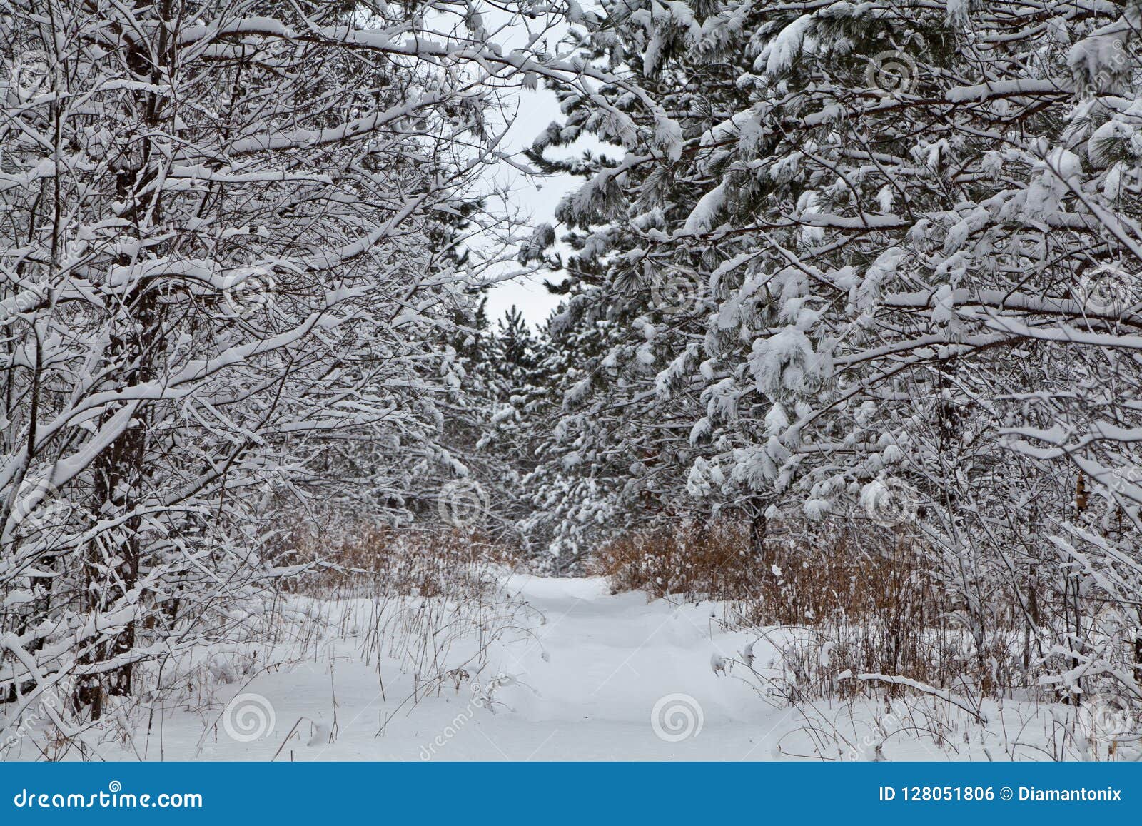 Tree Branches Bend Under Heavy Load of Fresh Snow Stock Photo - Image ...