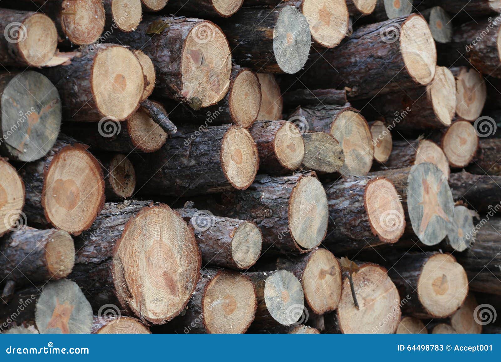 Recentemente O Pinheiro Do Corte Entra a Floresta Fora Imagem de Stock ...