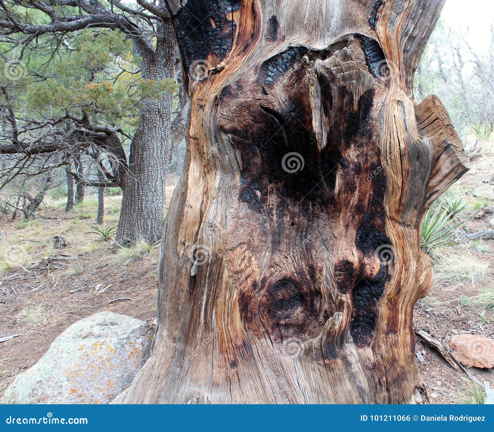 Charred tree trunk stock photo. Image of trunk, charred - 101211066