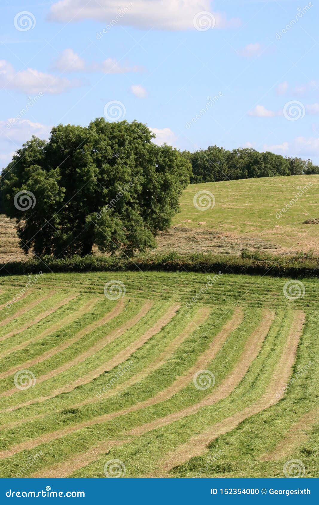 Recently Cut Field with Grass in Rows for Baling Stock Photo - Image of ...