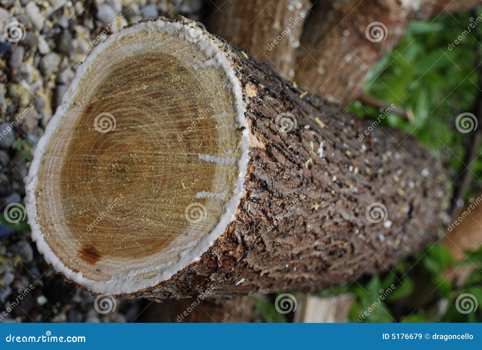 Recently Cut Log 1 stock image. Image of trees, branch - 5176679