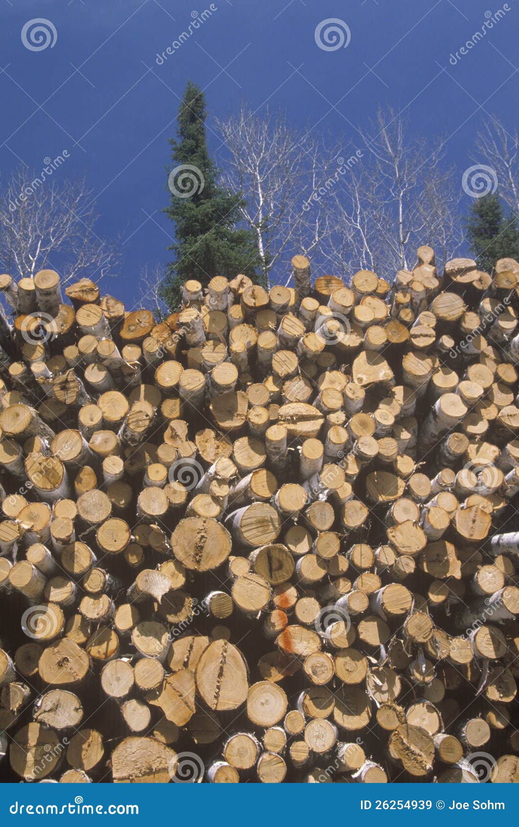 Recently Cut Logs Stacked Up Ready For Collection Royalty-Free Stock ...