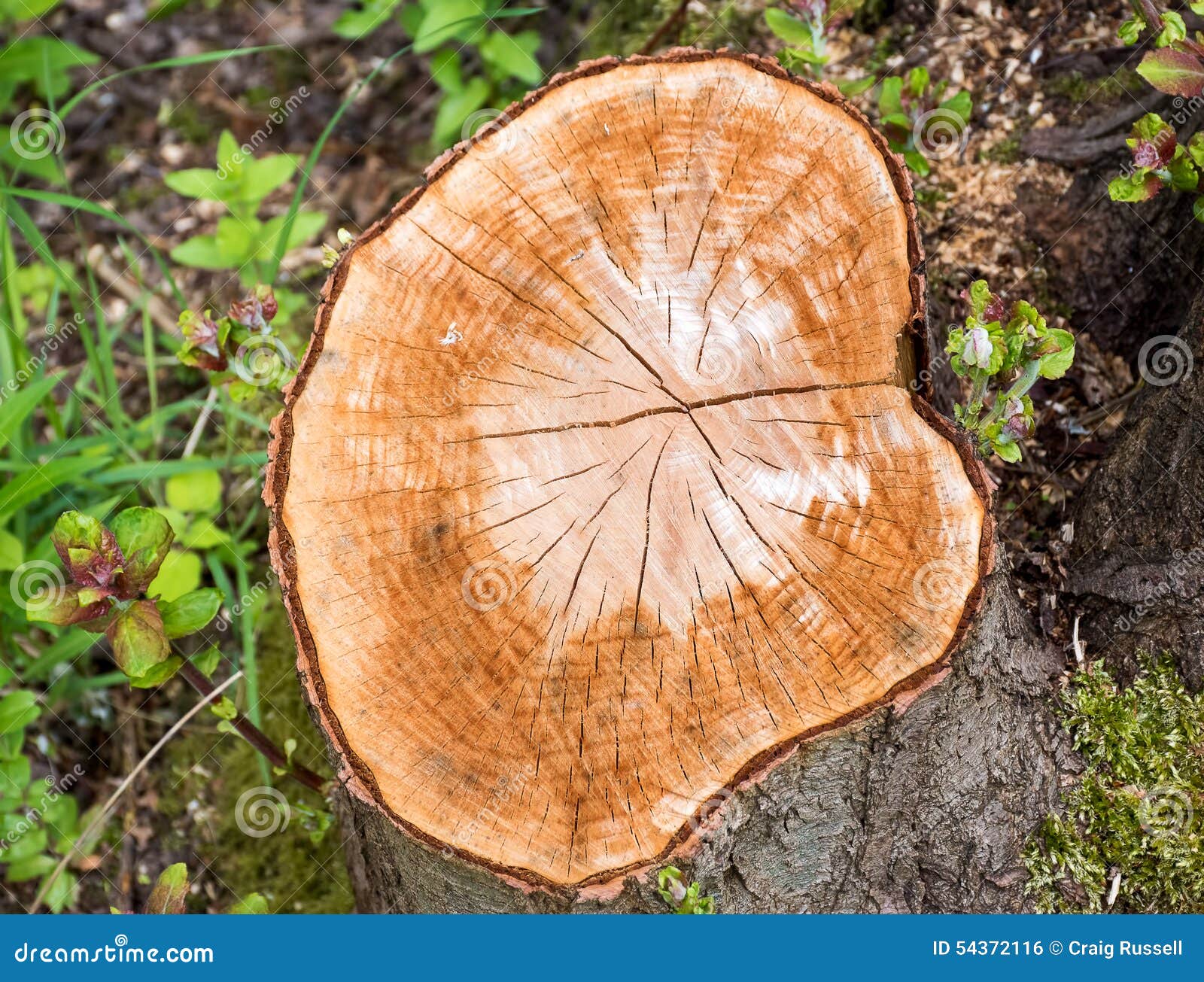 Recently cut tree stump stock photo. Image of bark, trunk - 54372116