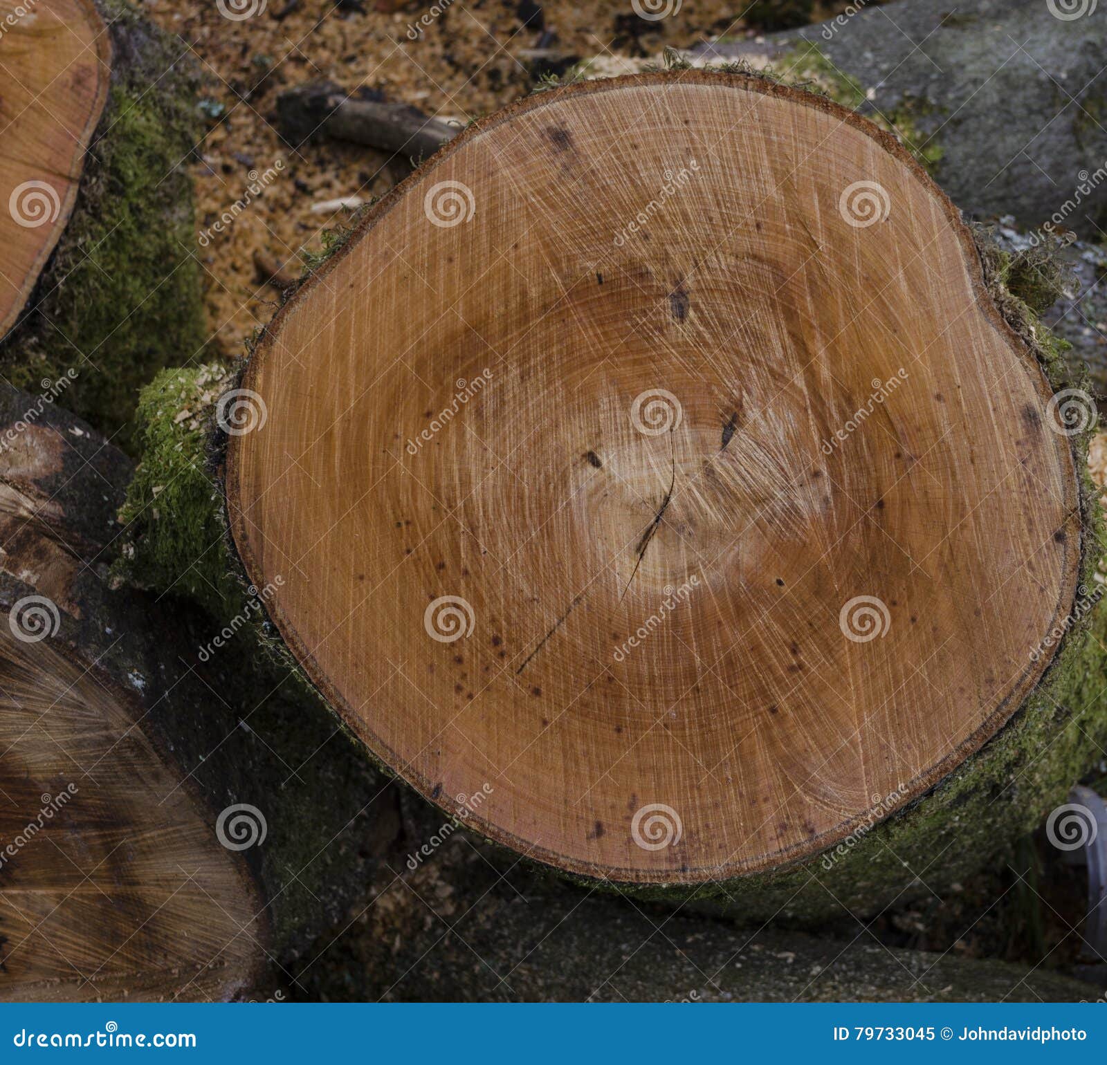 Recently Cut Tree Trunk Showing Rings and Saw Marks Stock Image - Image ...