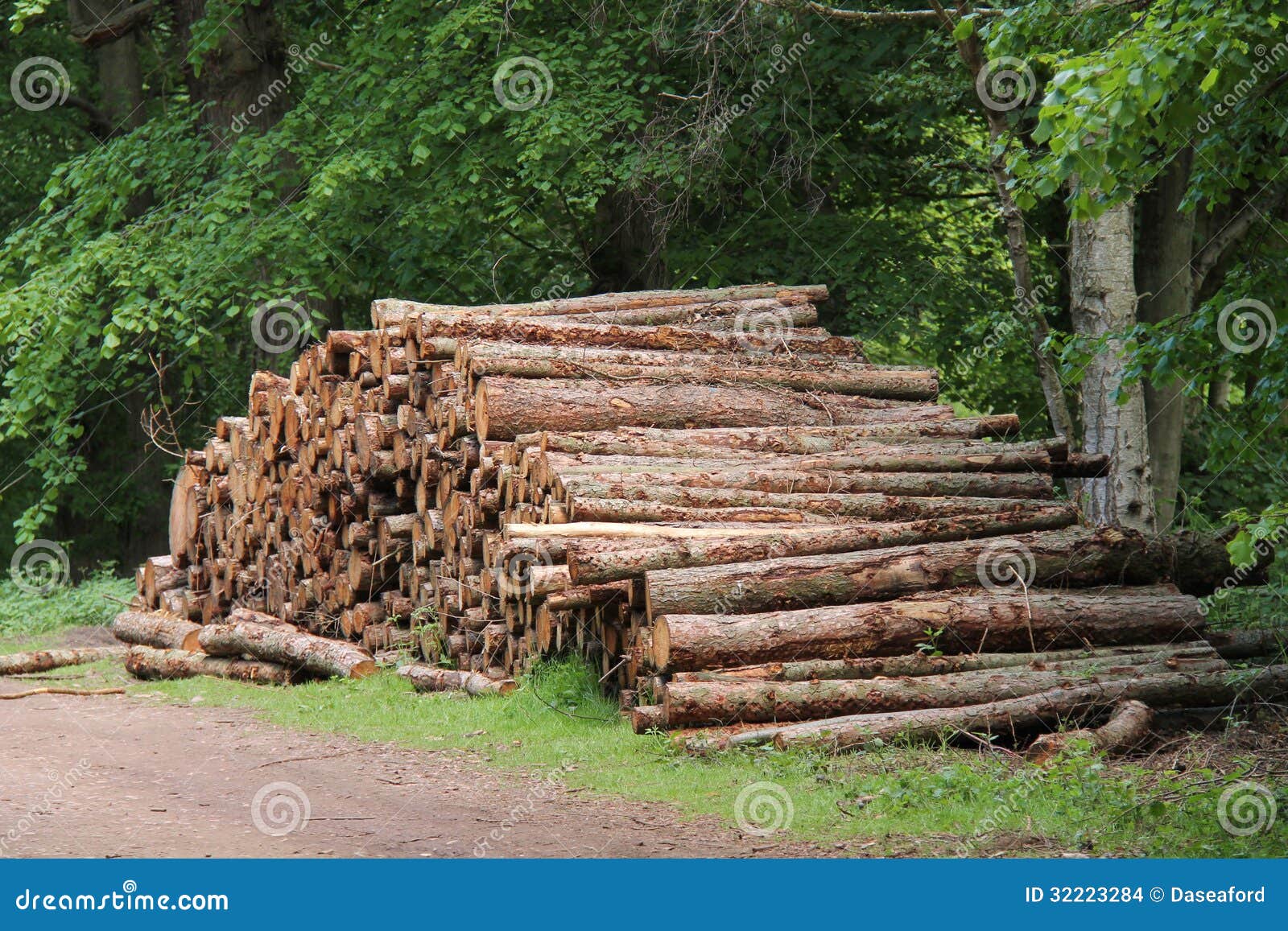 Recently Felled Trees. stock photo. Image of rustic, chop - 32223284
