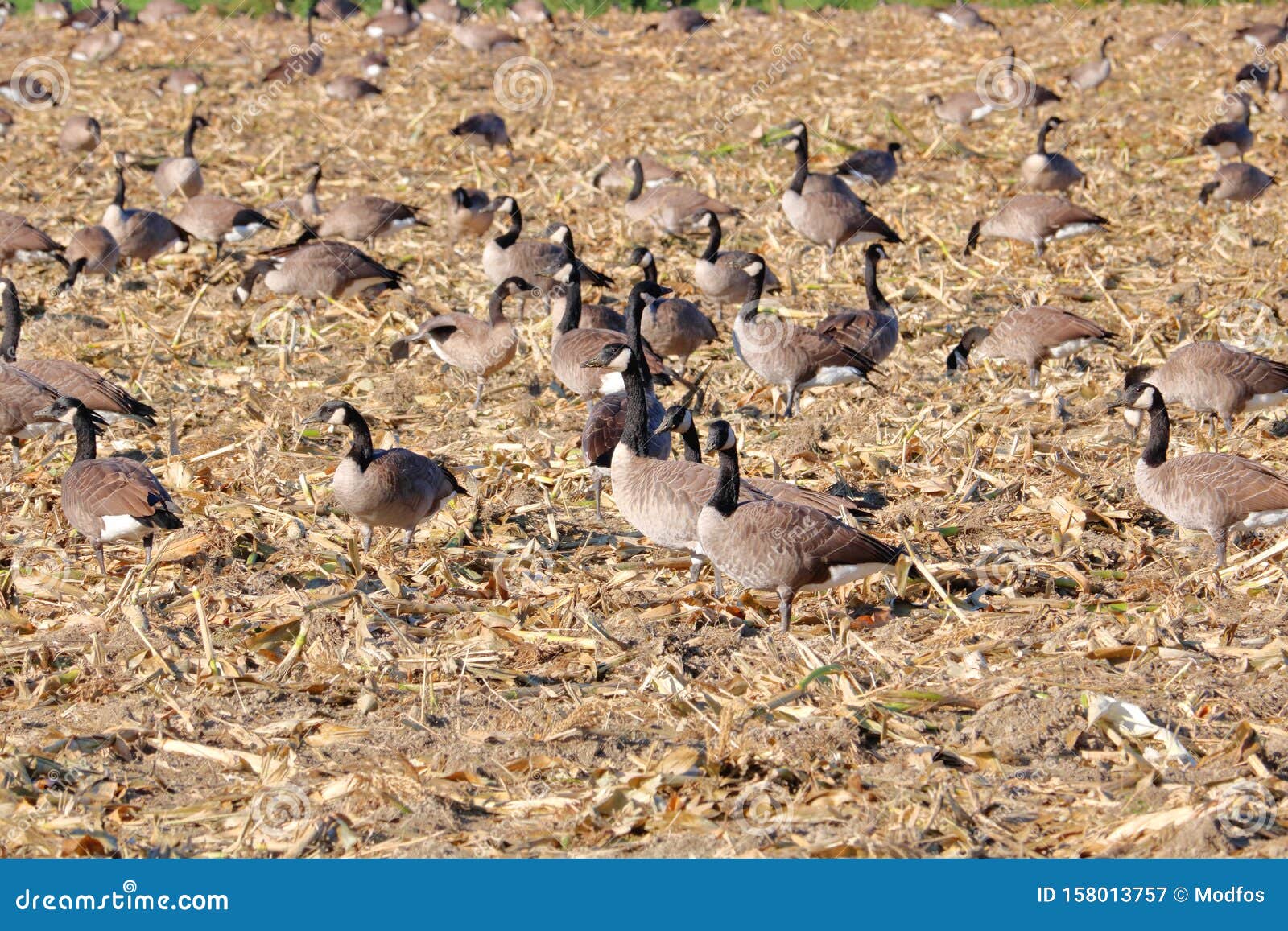Canada Geese Resting during Migration Stock Image - Image of cornfield ...