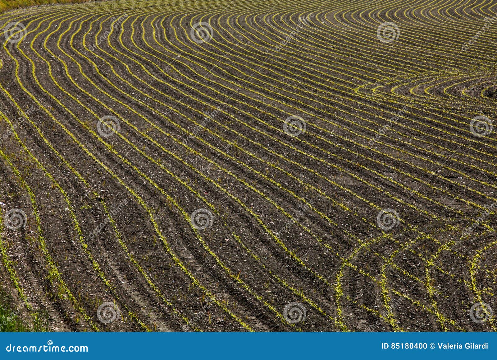 Recently Planted Corn in Furrows Stock Photo - Image of soil, sown ...