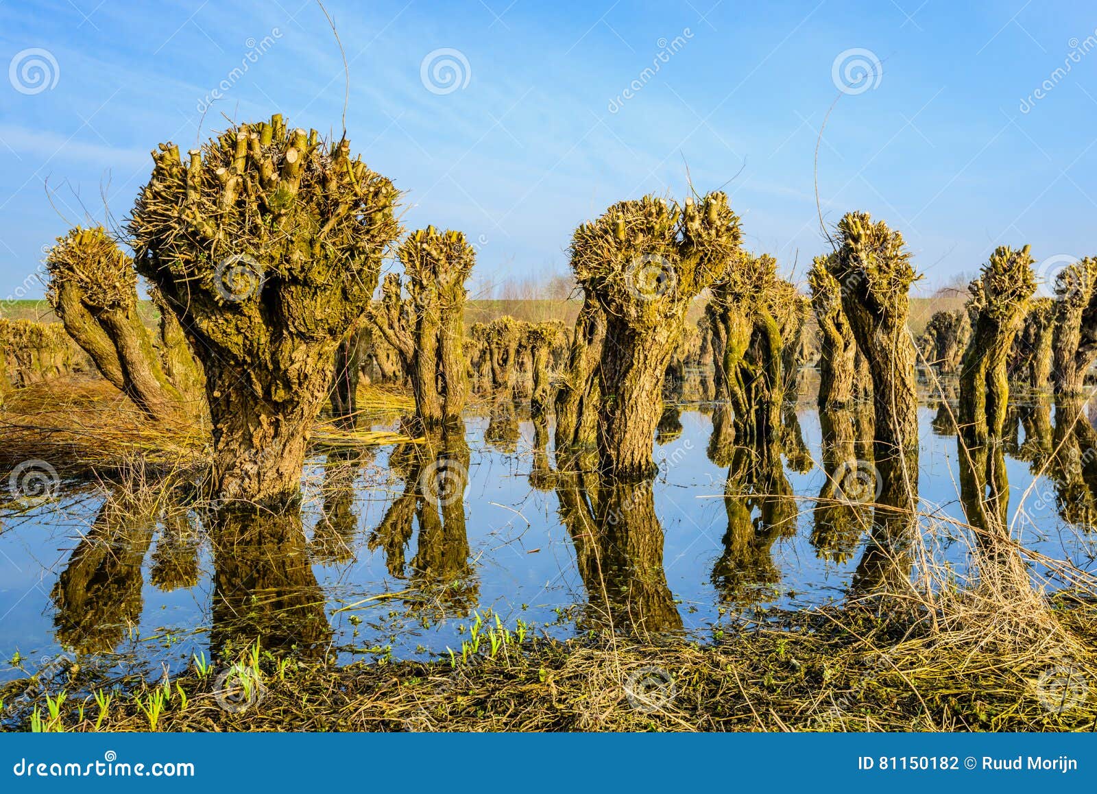 Recently Pruned Irregularly Shaped Willow Trees in the Water Stock ...