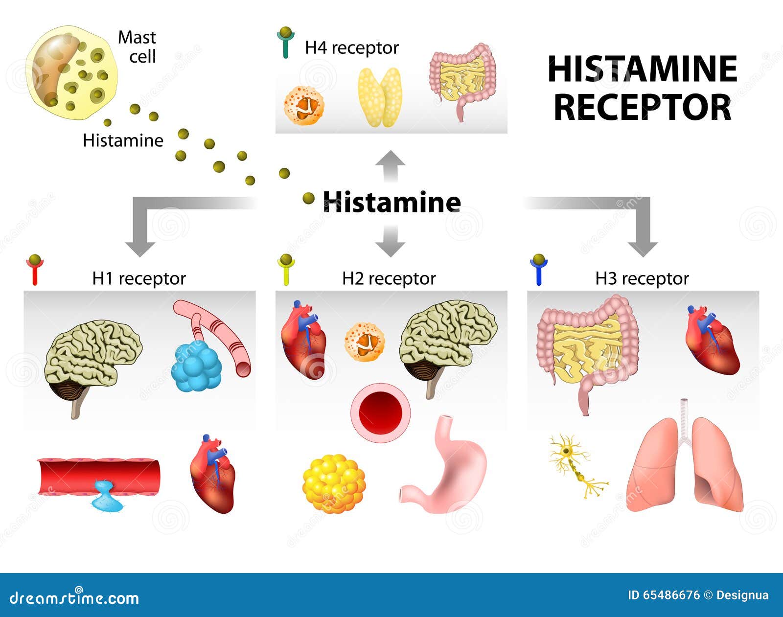 Receptor De La Histamina Ilustración del Vector - Imagen: 65486676