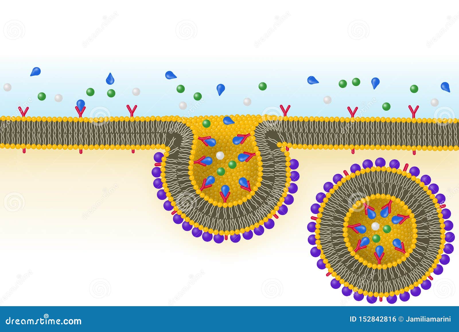 Membrane Proteins Labeled Vector Illustration. Detailed Structure ... Membrane Proteins Labeled Vector Illustration. Detailed Structure ...