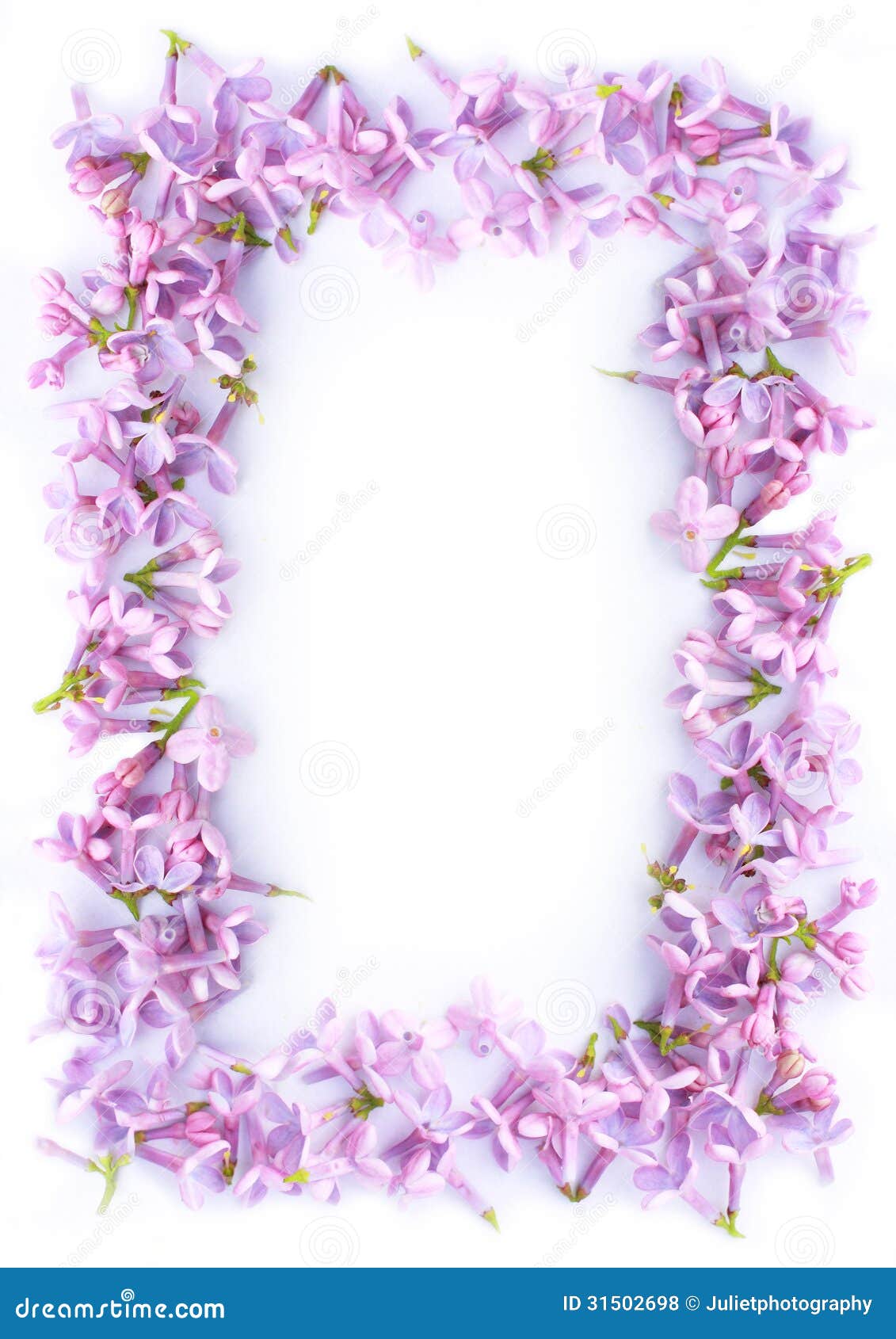 Recht Romantischer Lila Rahmen Stockfoto - Bild von wohlriechend ...