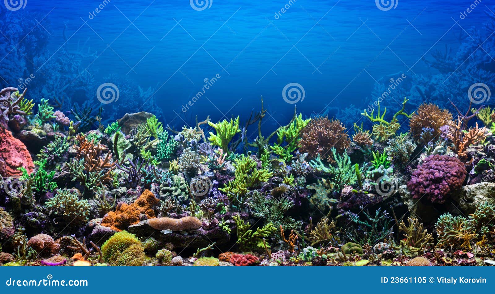 Recife coral imagem de stock. Imagem de coral, tropical - 23661105