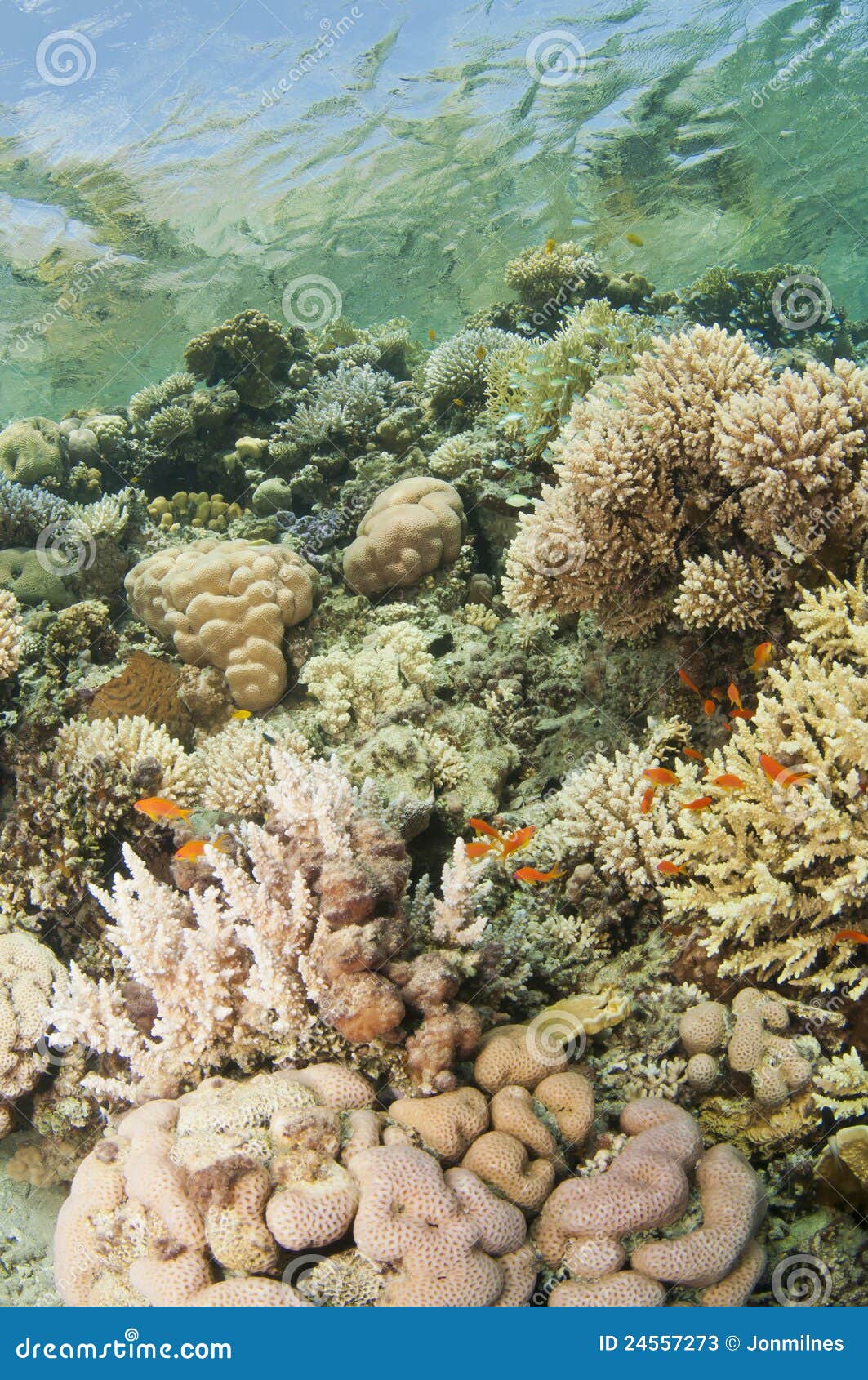 Recife coral no oceano imagem de stock. Imagem de molhado - 24557273