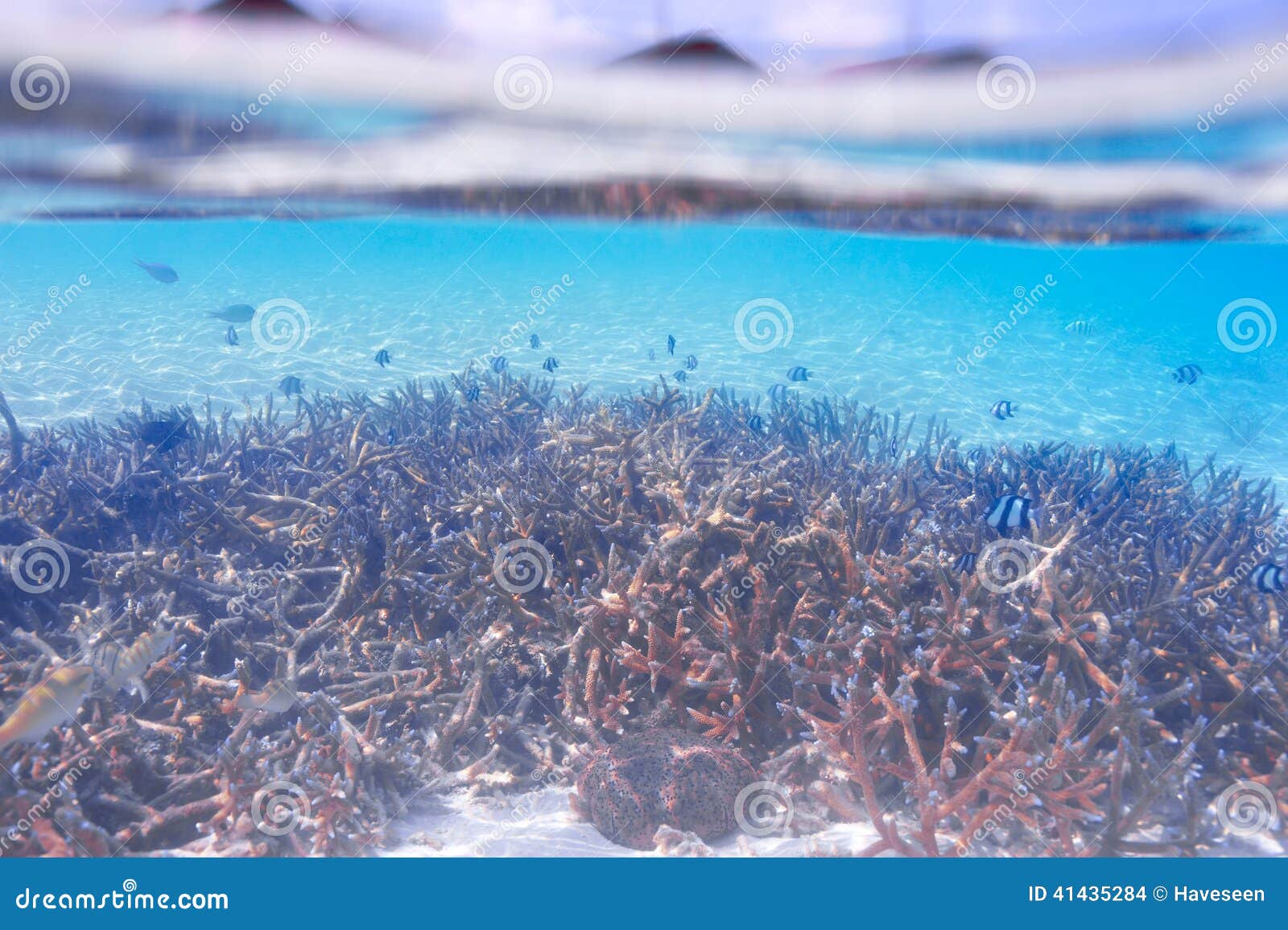 Recife De Corais Em Maldivas Foto de Stock - Imagem de acima, recife ...