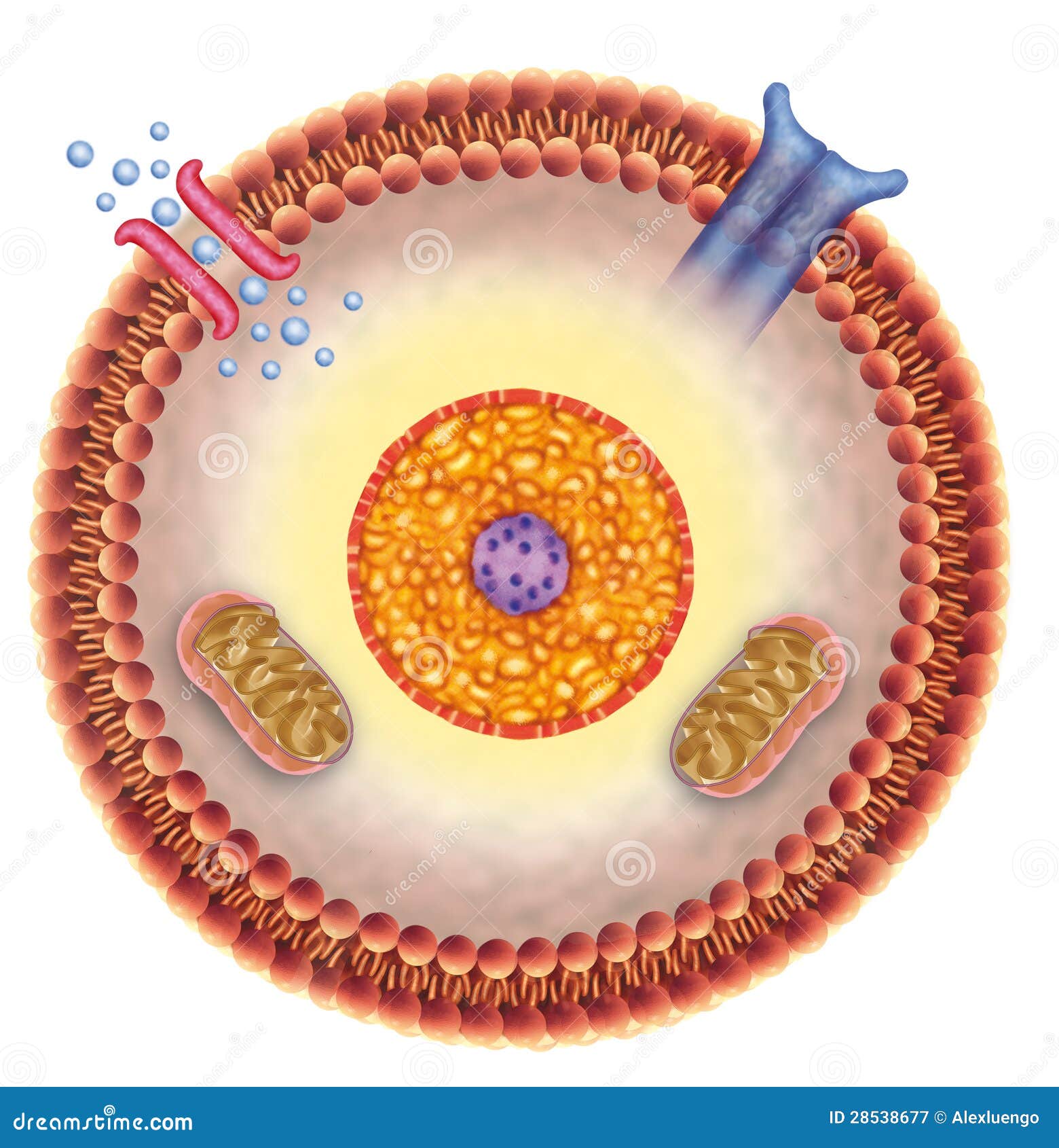 Recipient cell stock illustration. Illustration of hormones - 28538677