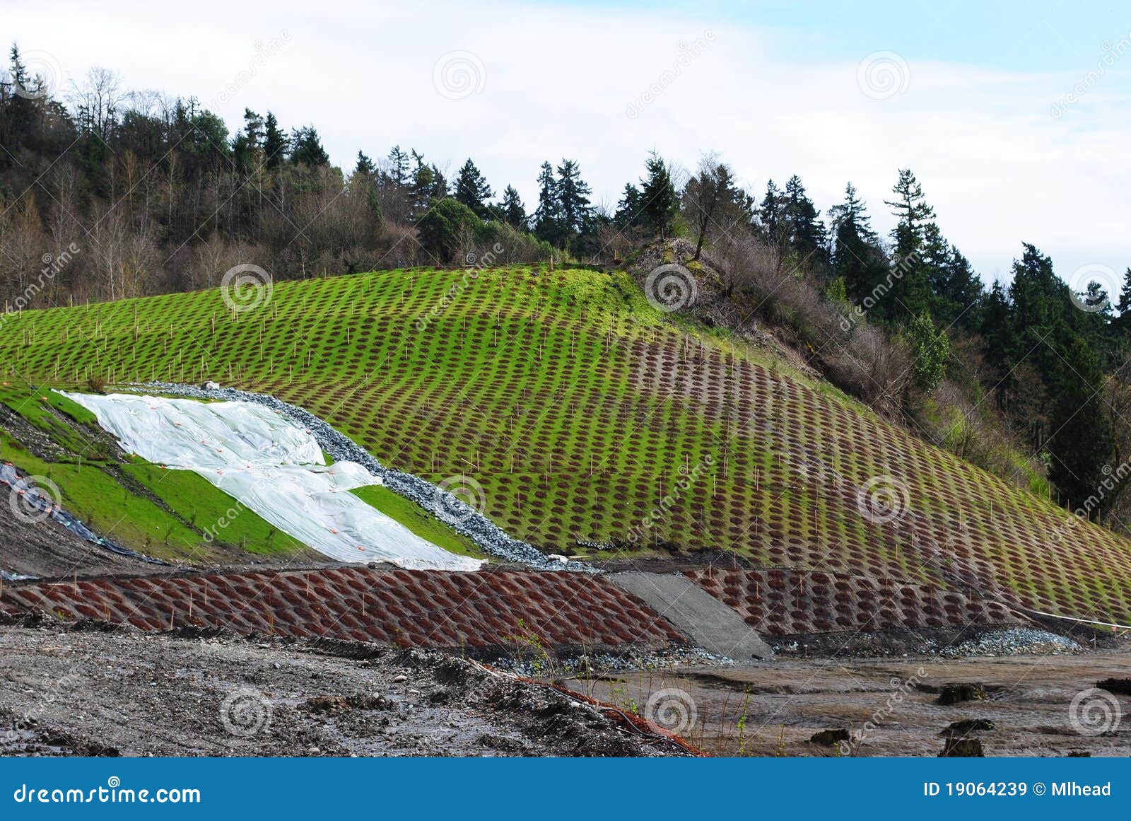 Reclaimed Land stock image. Image of enviroment, plants - 19064239