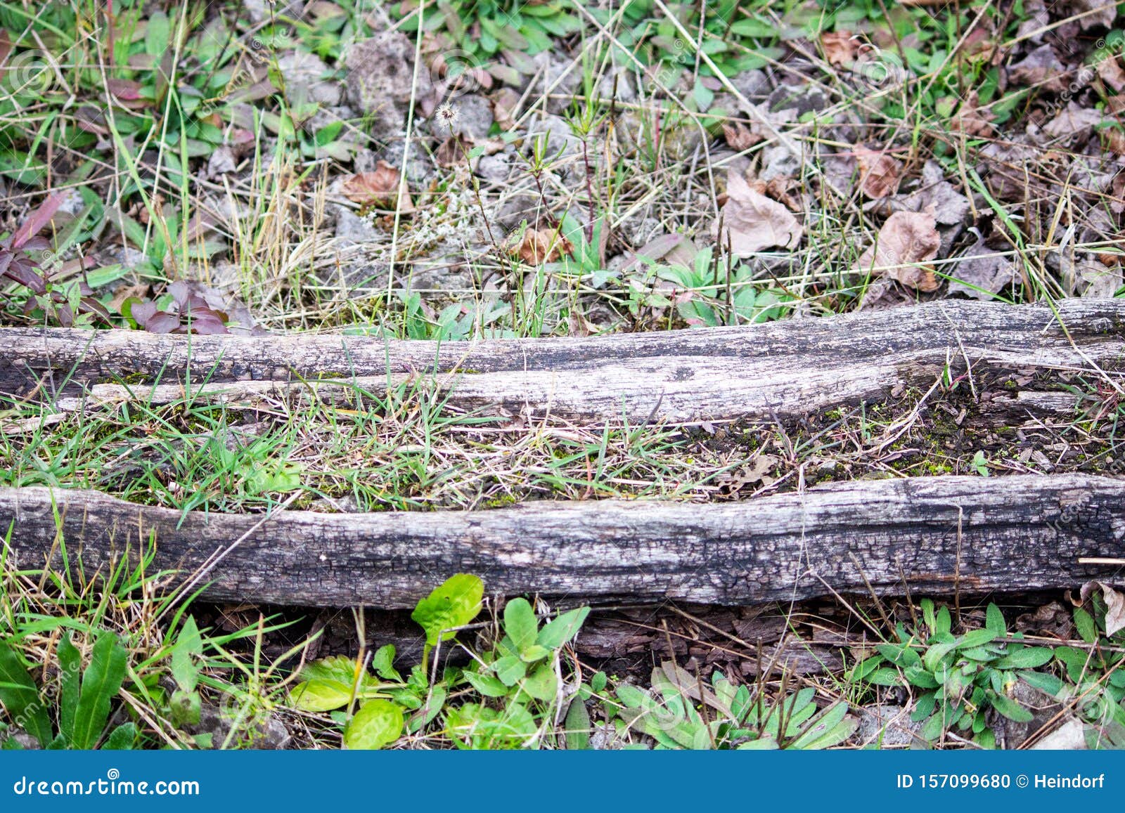 Reclaimed by Nature, Rotted Old Wooden Threshold Stock Photo - Image of ...