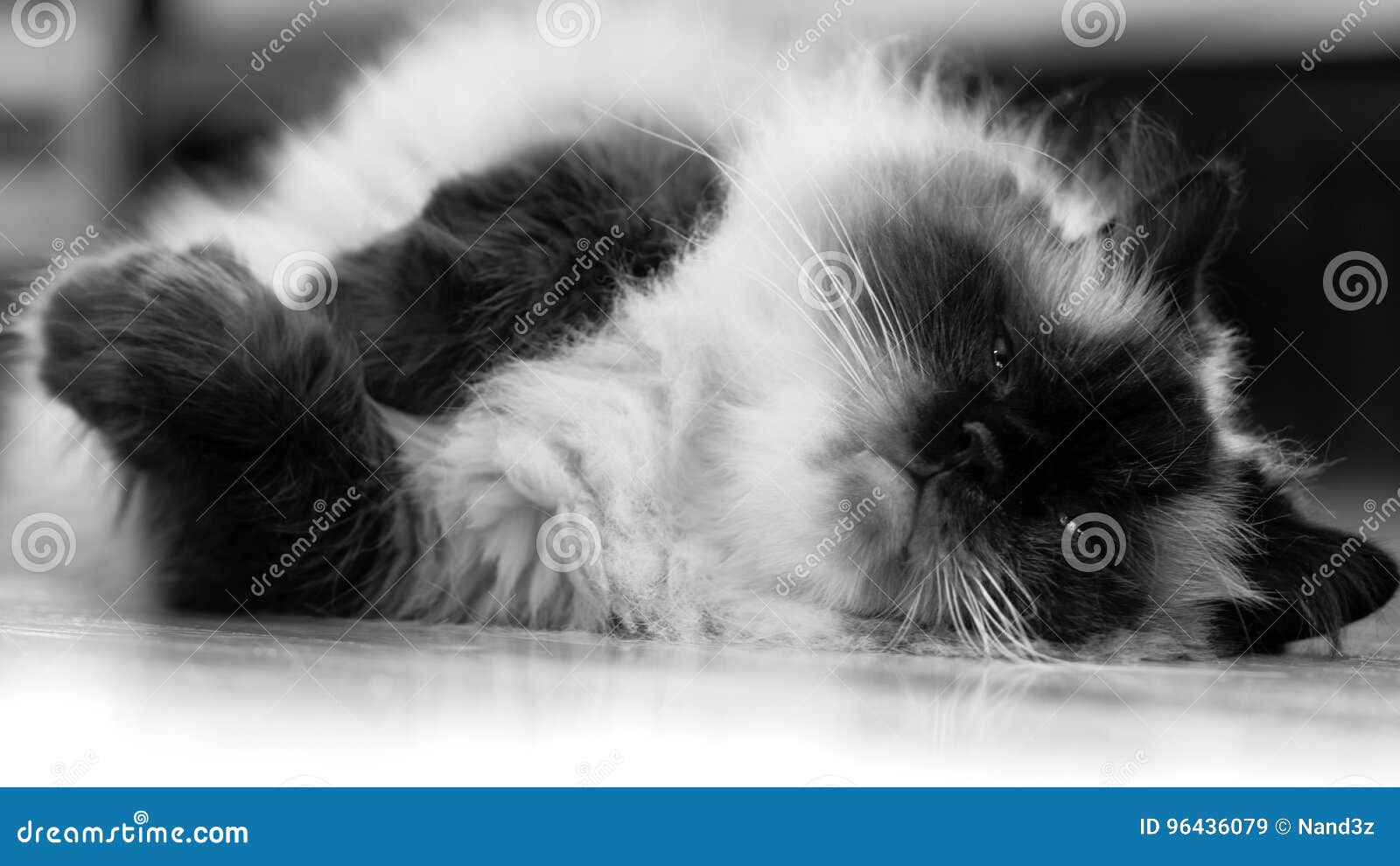 Reclining cat stock image. Image of nature, reclining - 96436079