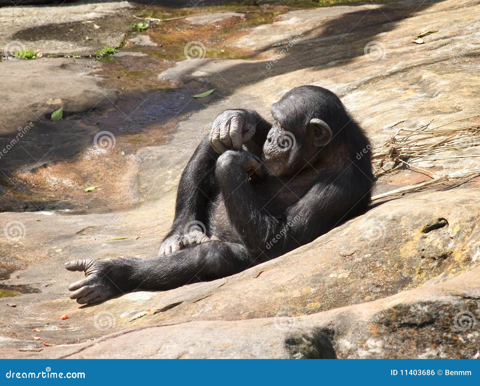 Reclining chimp stock photo. Image of chimpanzee, lazy - 11403686