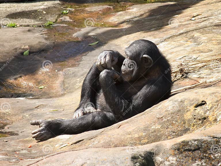 Reclining chimp stock photo. Image of chimpanzee, lazy - 11403686