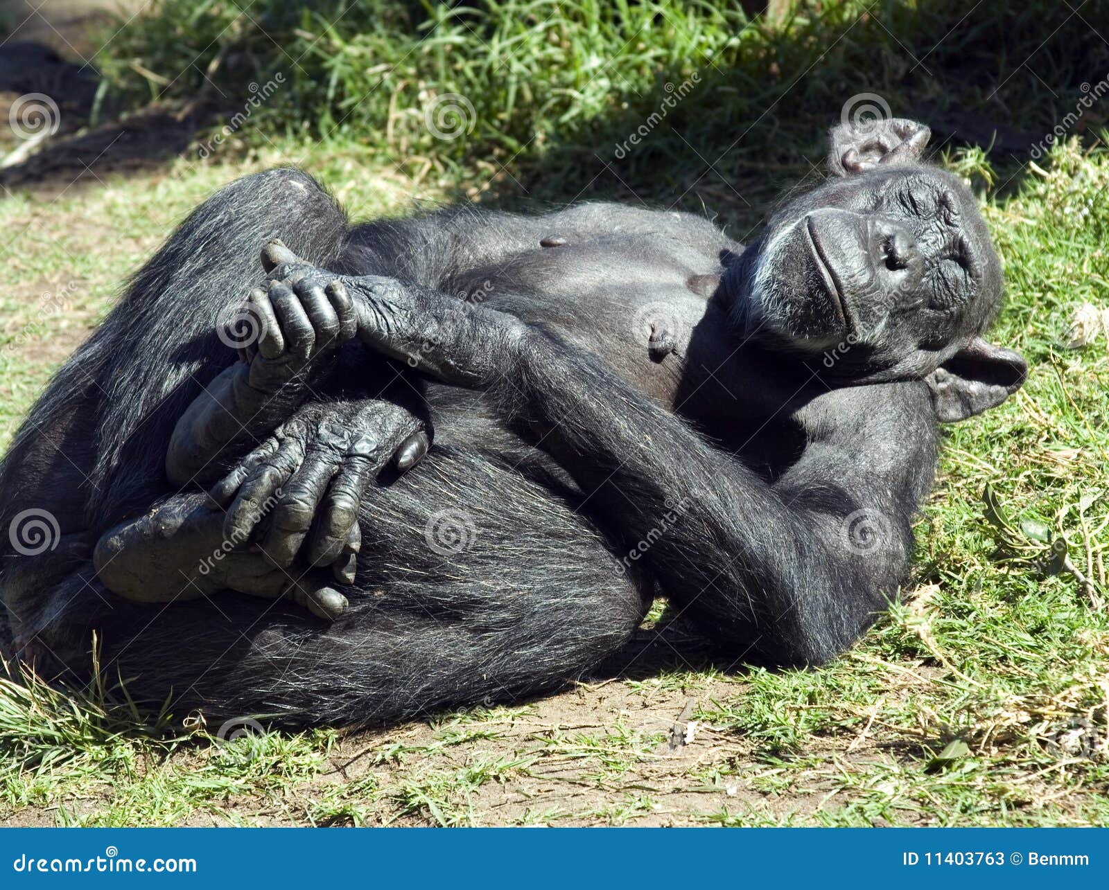 Reclining chimp stock image. Image of captive, look, lying - 11403763