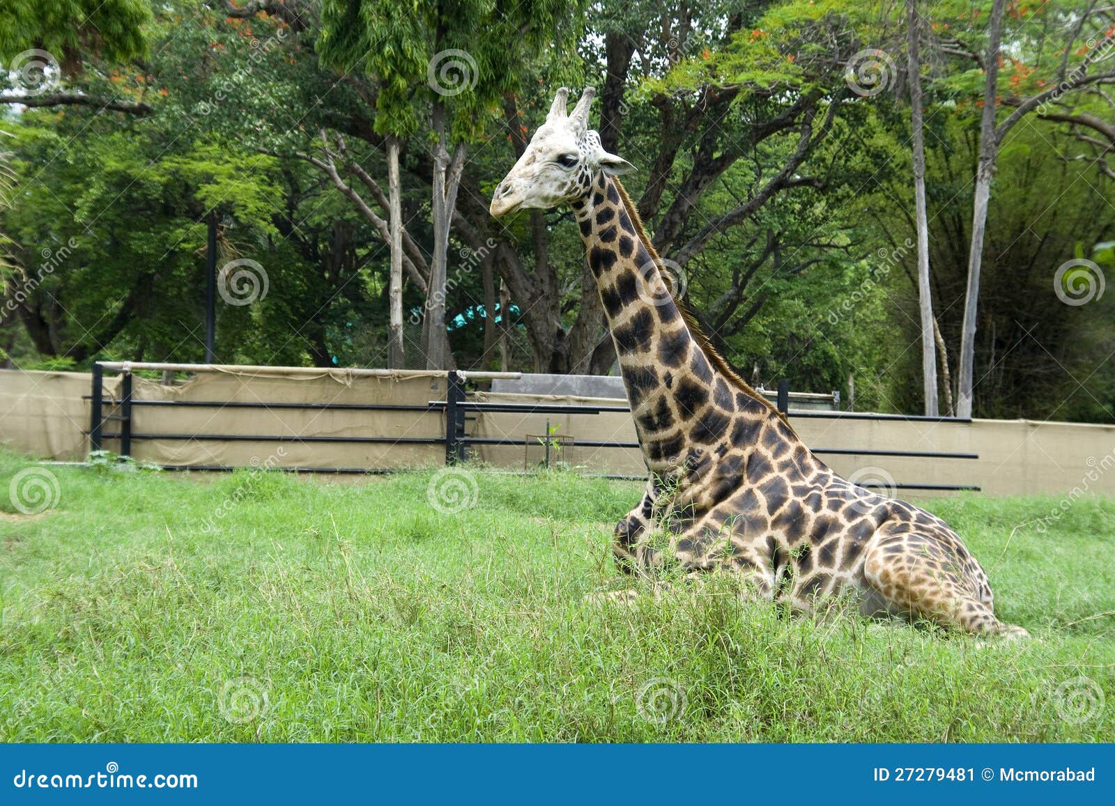 Reclining Giraffe stock image. Image of relaxing, resting - 27279481