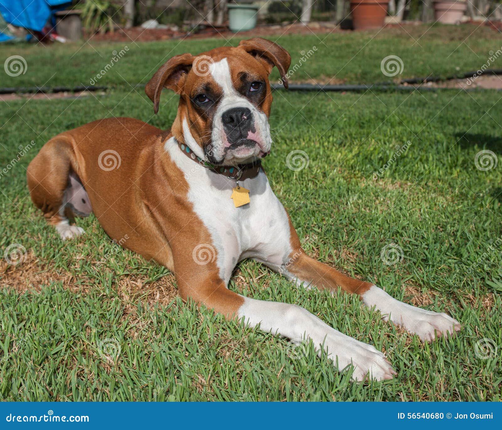 Reclining in the grass stock photo. Image of cute, puppy - 56540680