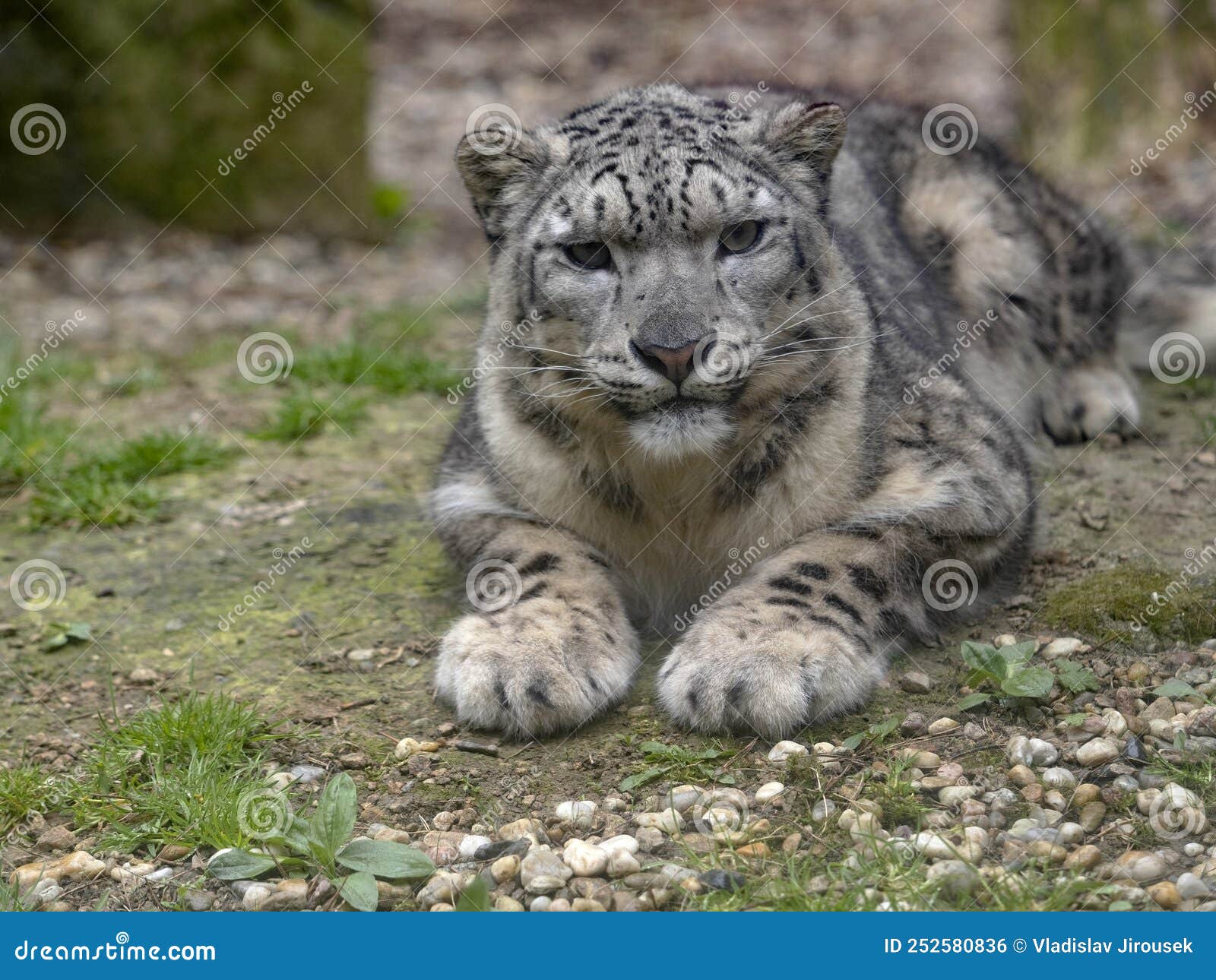 Reclining Male Snow Leopard, Panthera Uncia, Has Massive Front Paws ...